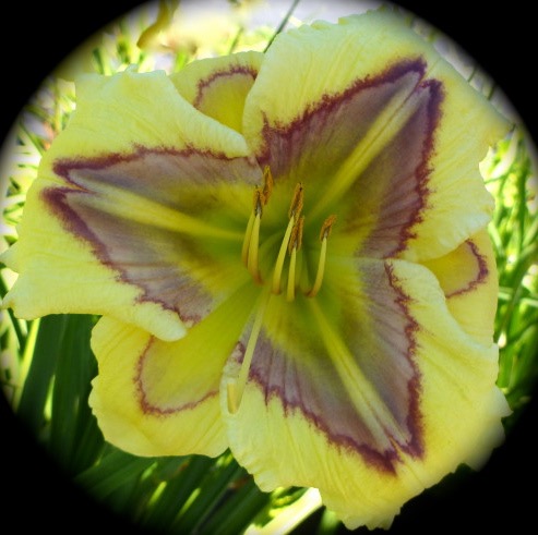 Popoki Pookie - Sold Out, Northern Lights Daylilies