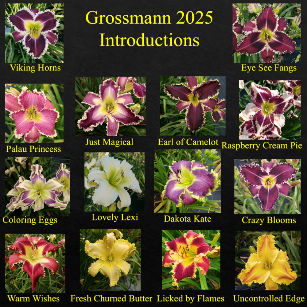 Grossmann 2025, Northern Lights Daylilies