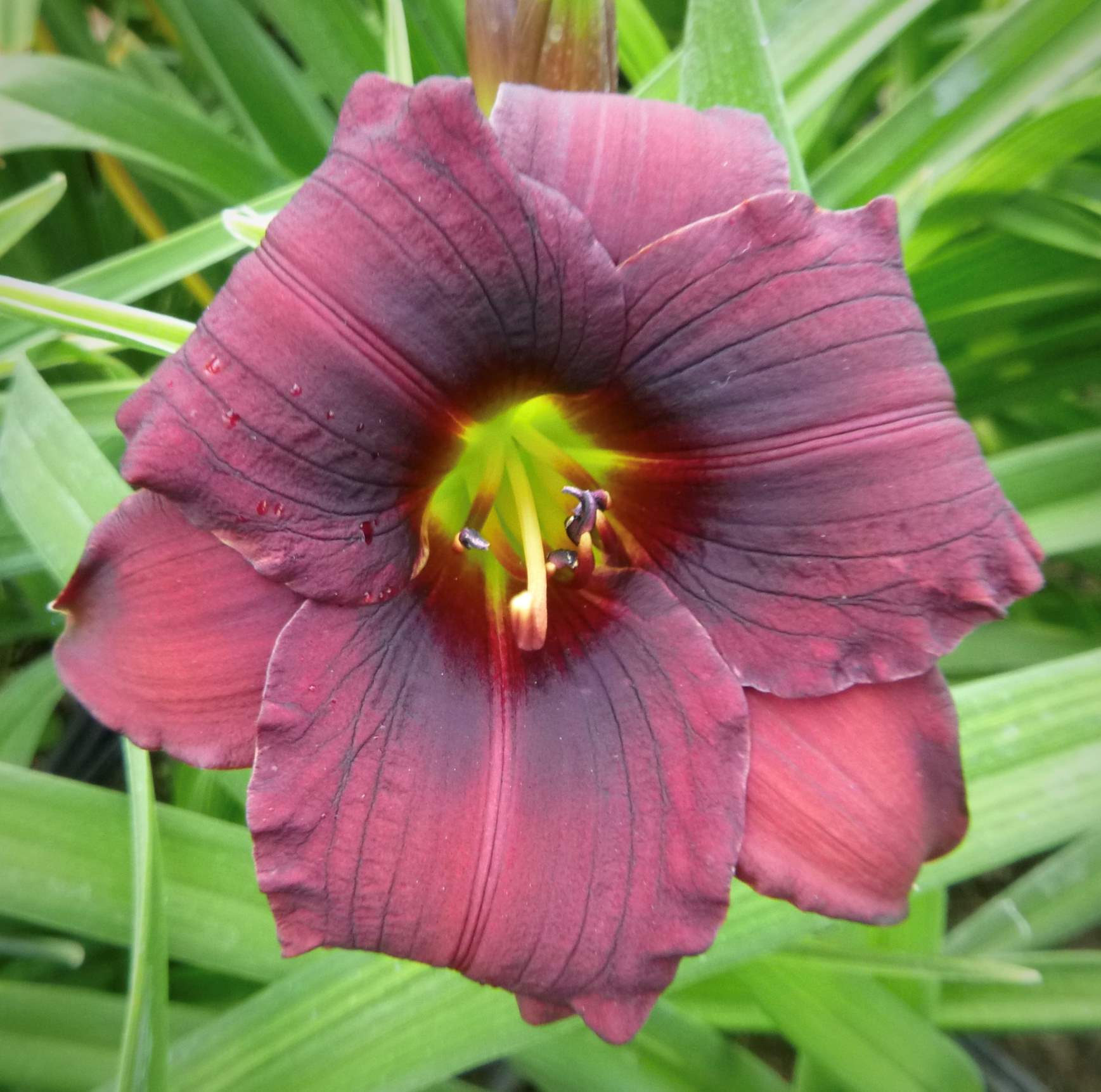 B, Northern Lights Daylilies
