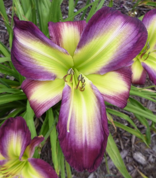 M N, Northern Lights Daylilies