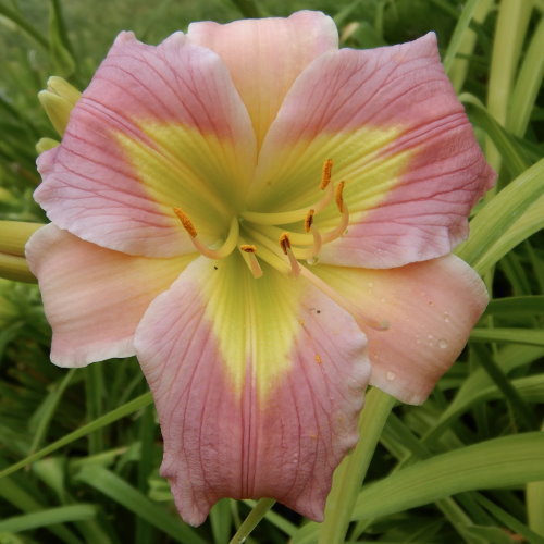 Northern Lights Daylilies